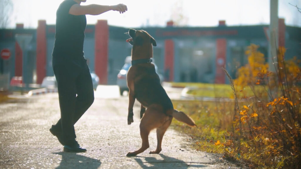 Dog Brain Scans - Teen Kids News