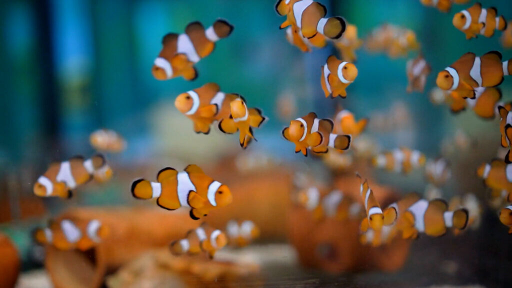 The Amazing Clownfish! - Teen Kids News
