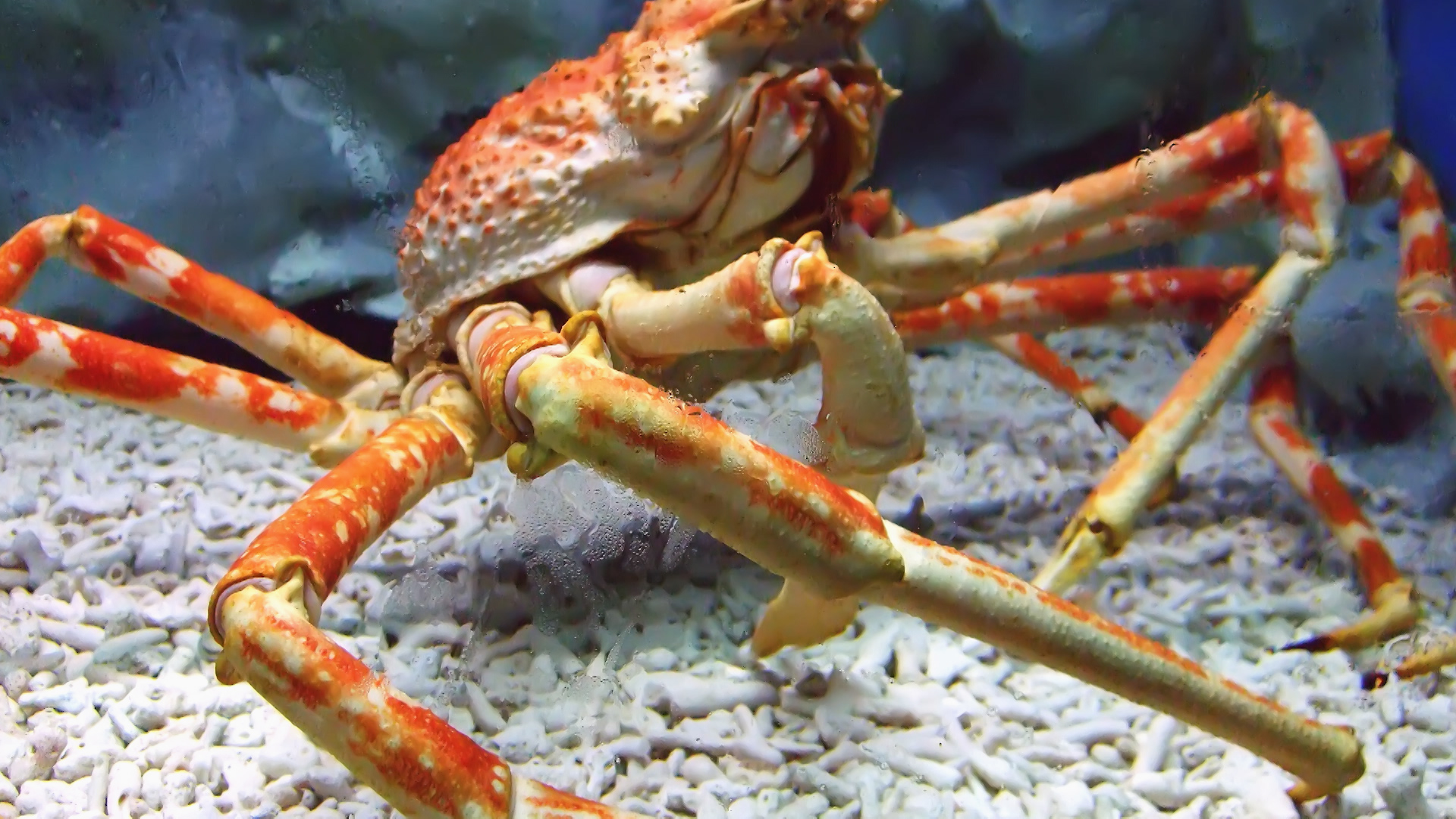 Giant Japanese Spider Crab! - Teen Kids News