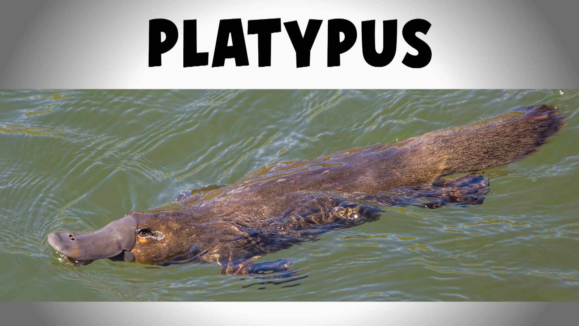Odd Creatures: The Platypus! - Teen Kids News